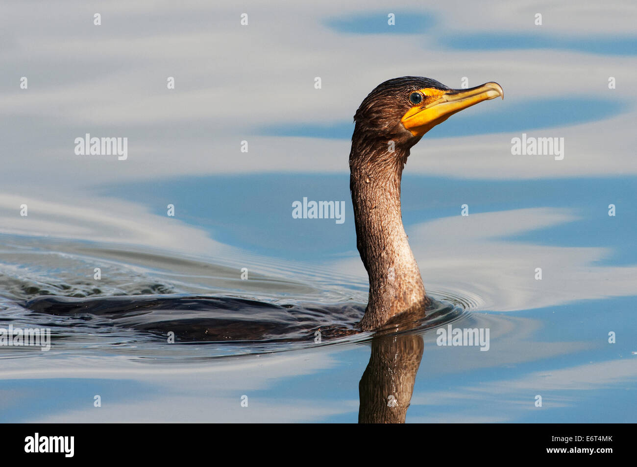 Double crested cormorant swimming Stock Photo - Alamy