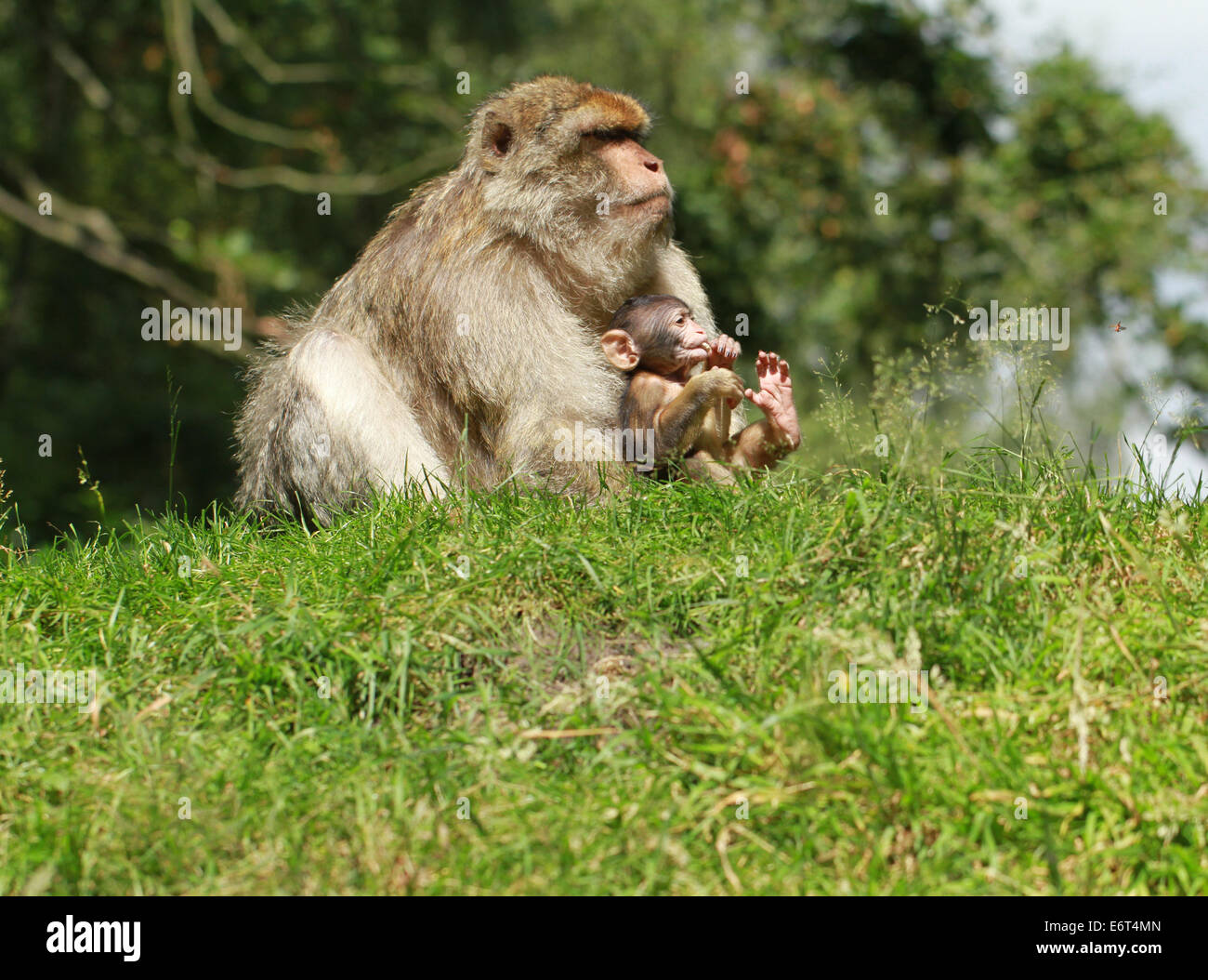 Monkey with her Baby Stock Photo - Alamy