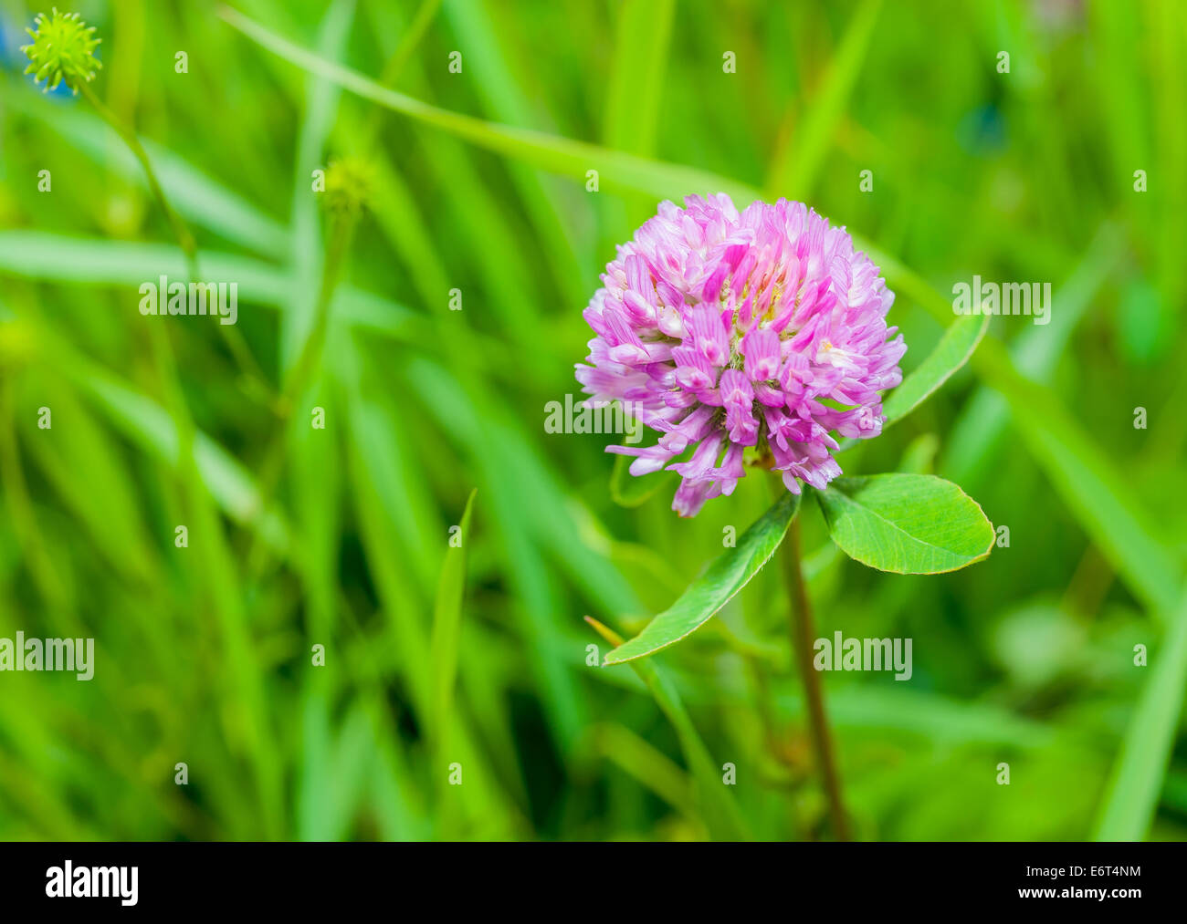 clover plants with flowers on blurred bacdkground Stock Photo - Alamy