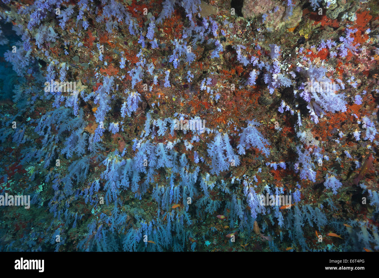 Underwater ocean scenery hi-res stock photography and images - Alamy