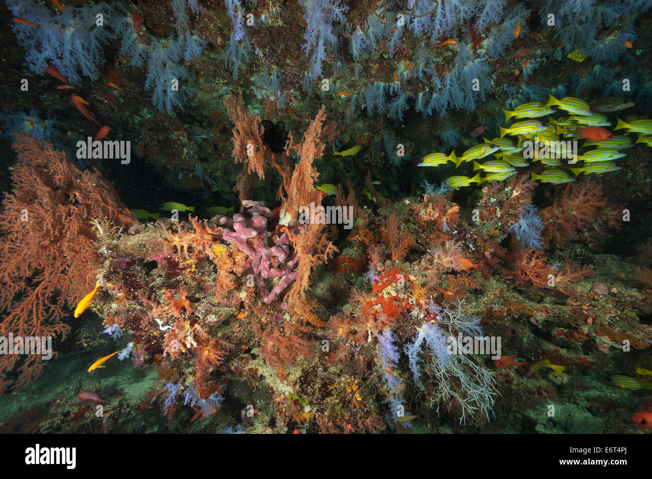 Underwater scenery in Maldives. Drop off covered with colorful soft ...