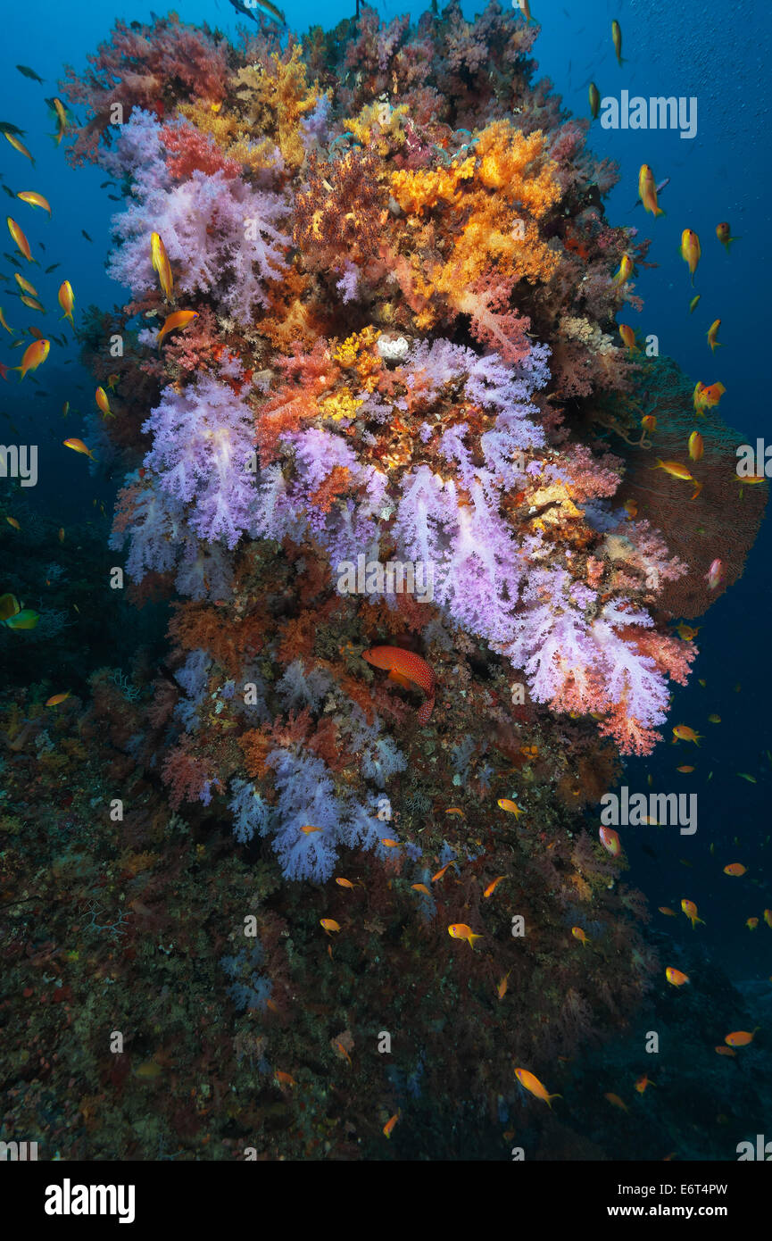 Underwater scenery in Maldives. Drop off covered with colorful soft ...