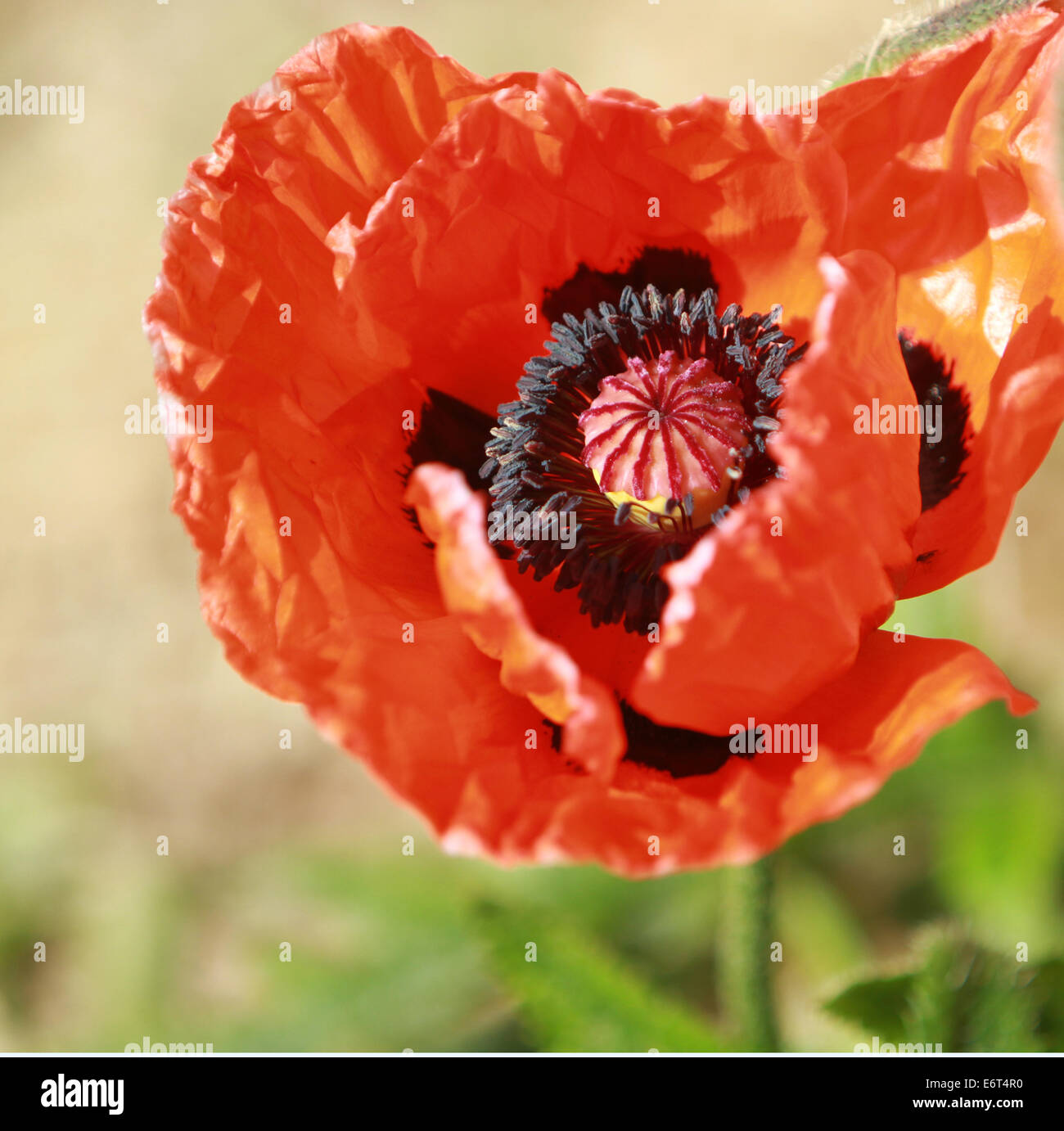 Single war poppy hi-res stock photography and images - Alamy