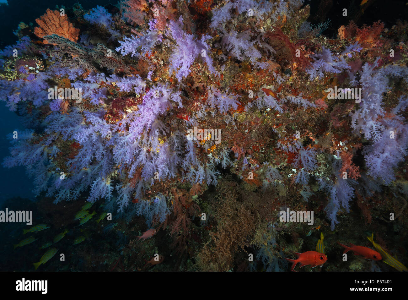 Underwater scenery in Maldives. Drop off covered with colorful soft ...