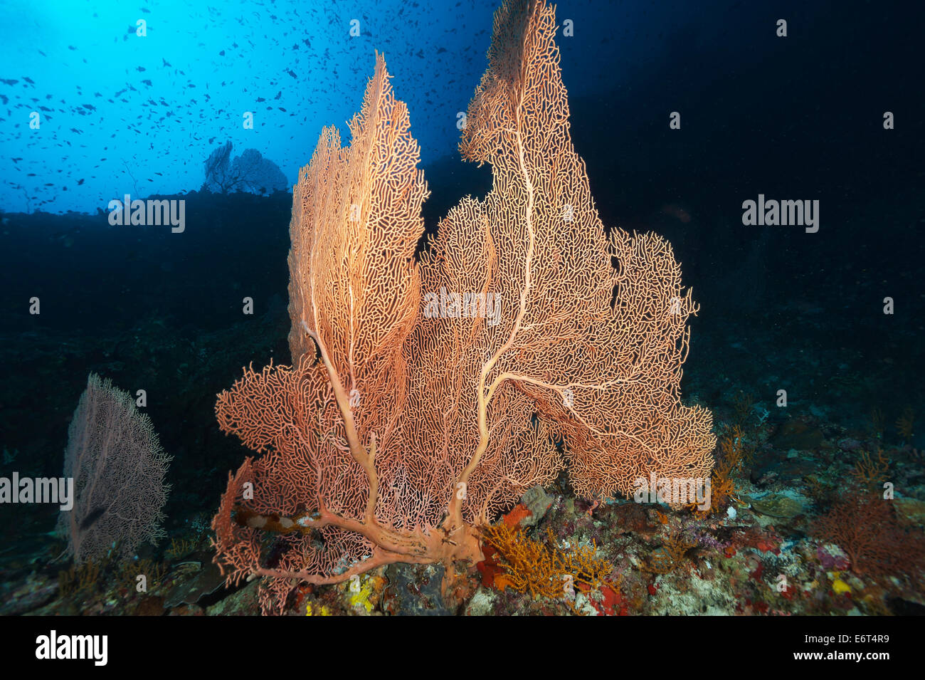 Underwater scenery in Maldives. Sea fan coral growing on a drop off ...