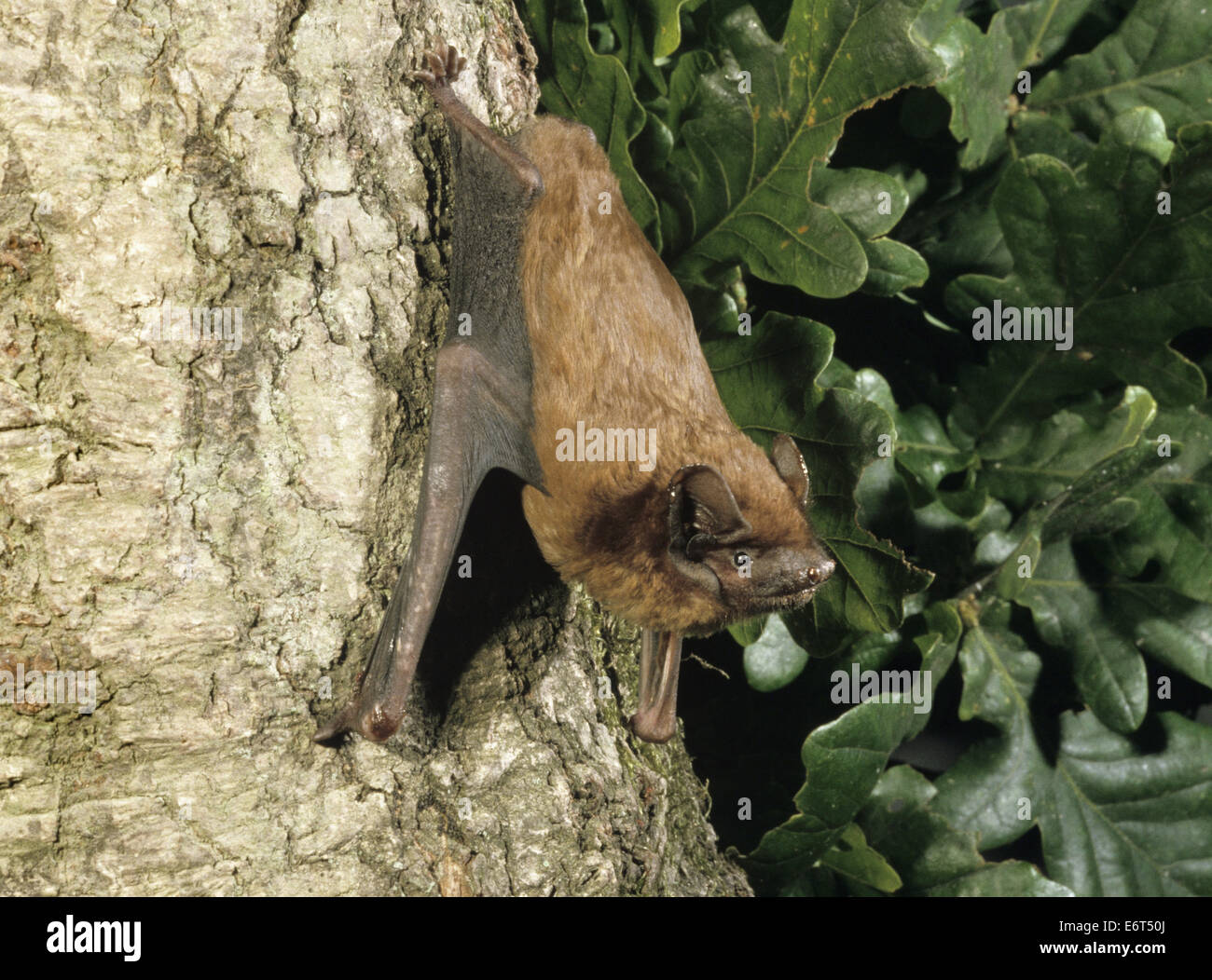 Noctule Bat - Nyctalus noctula Stock Photo - Alamy