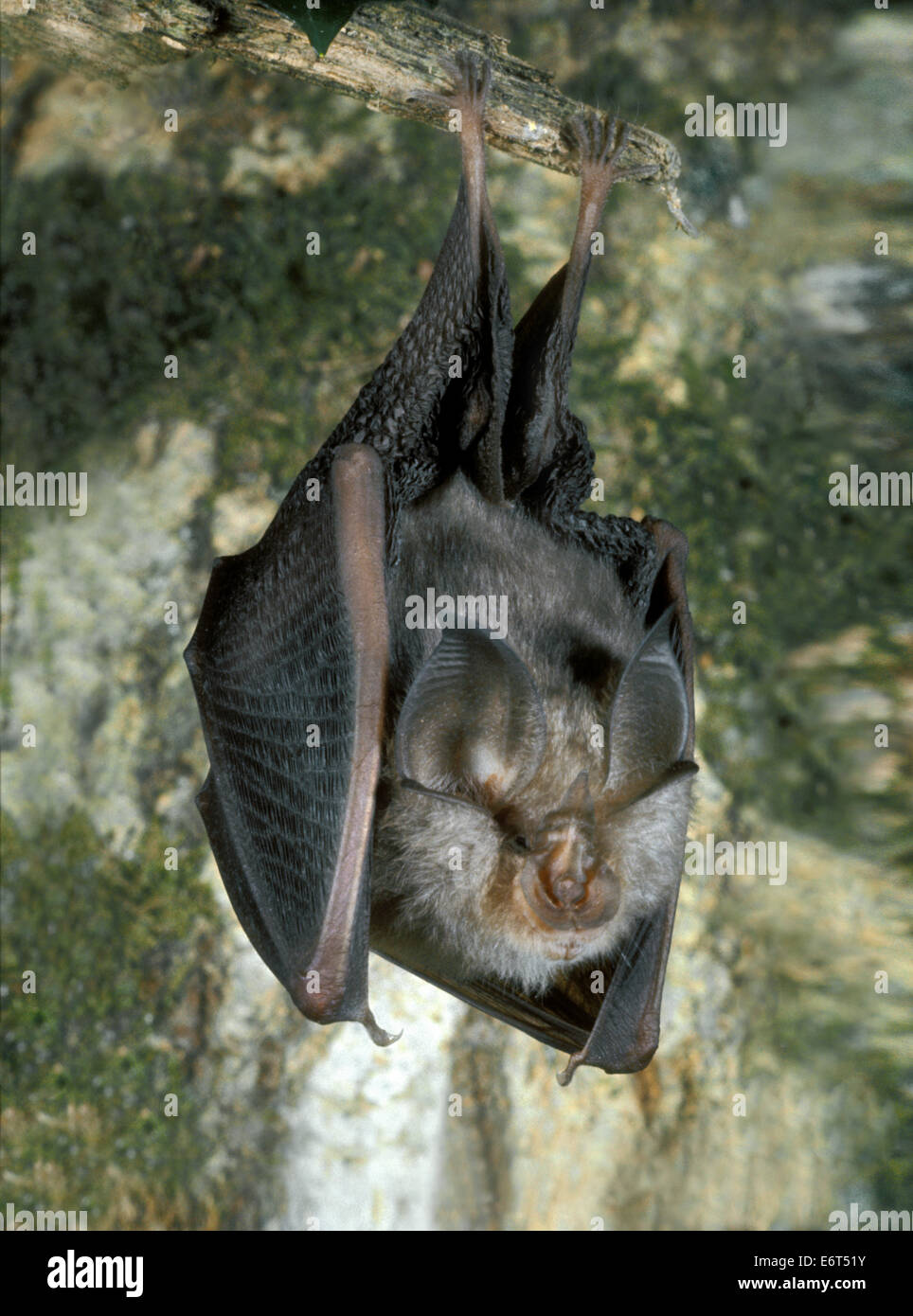 Lesser Horseshoe Bat - Rhinolophus hipposideros Stock Photo - Alamy