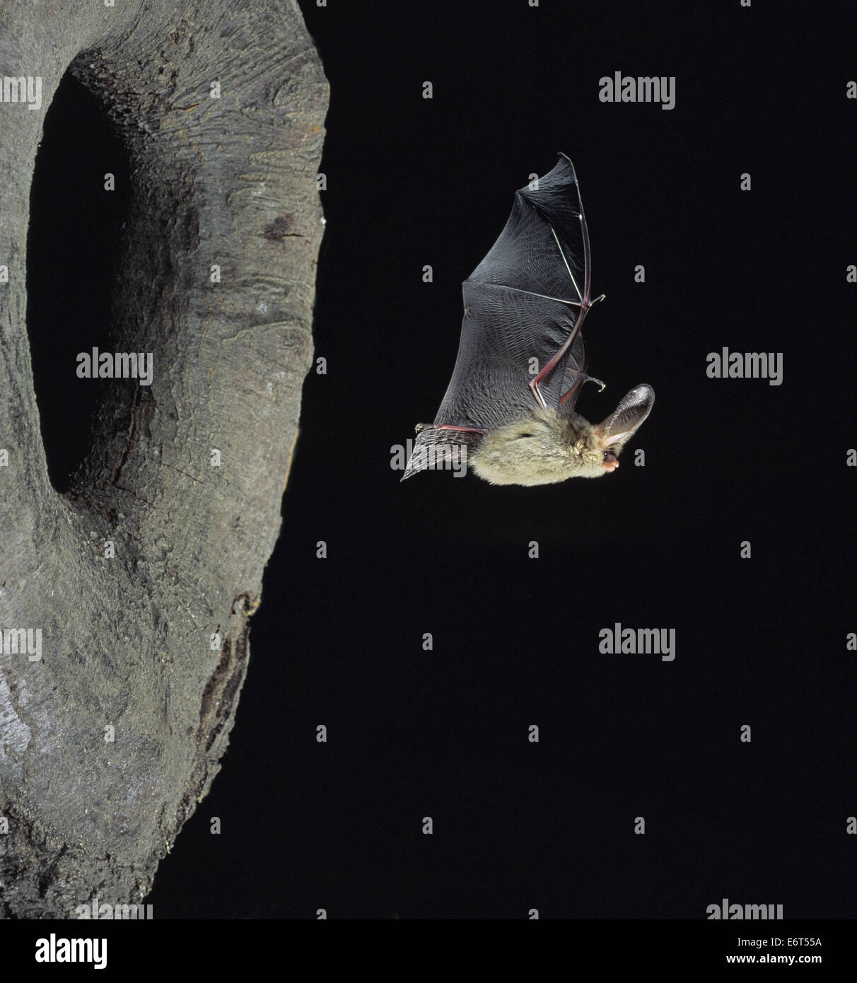 Brown Long-eared Bat - Plecotus auritus Stock Photo - Alamy