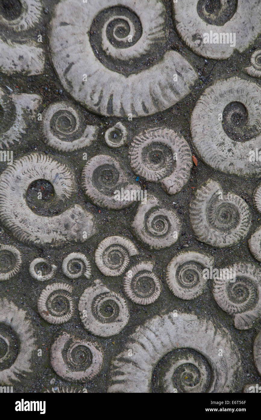 Coade stone ammonites hi-res stock photography and images - Alamy