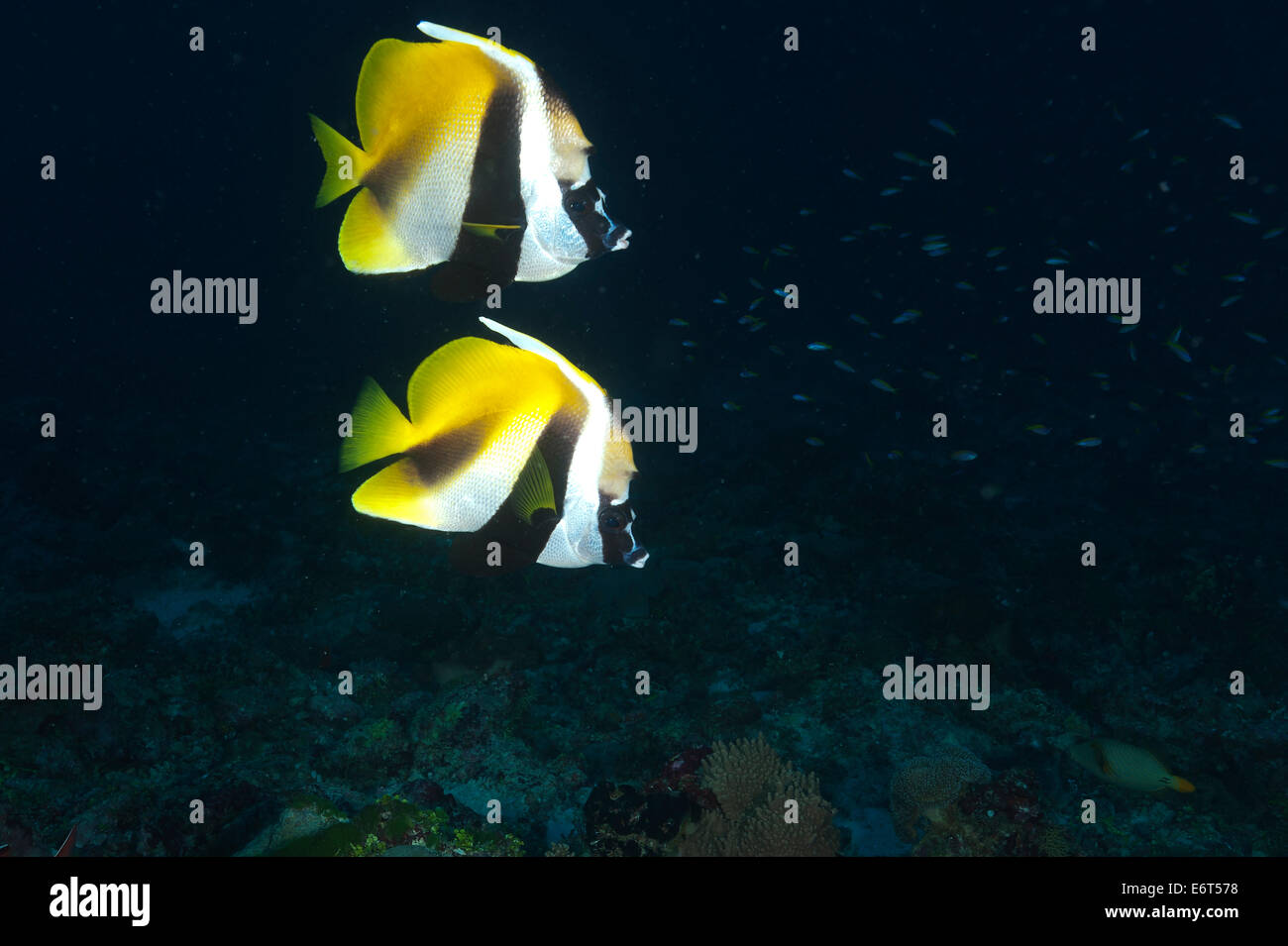 Masked bannerfish in Maldives, Indian Ocean Stock Photo - Alamy