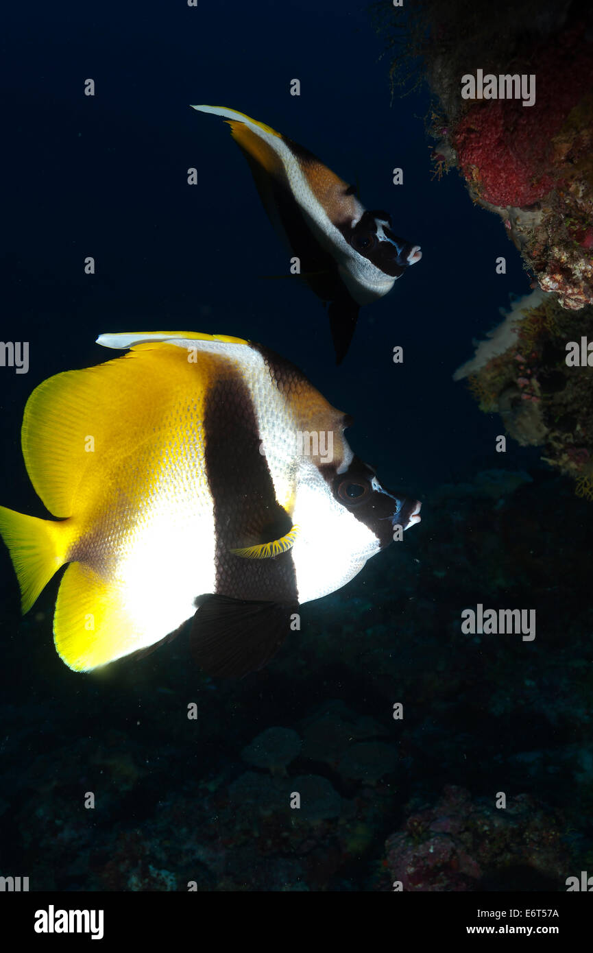 Indian bannerfish hi-res stock photography and images - Alamy
