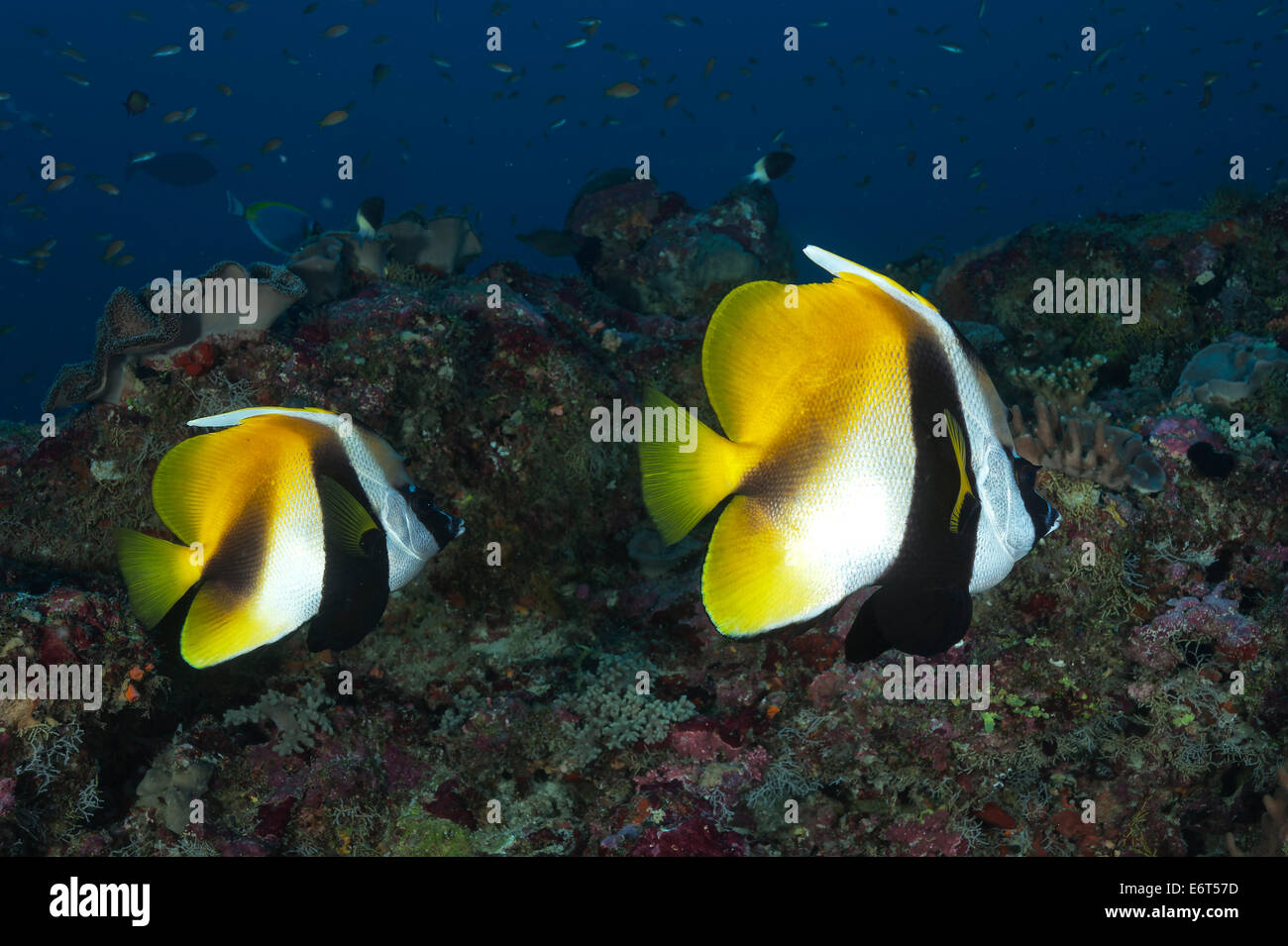 Masked bannerfish in Maldives, Indian Ocean Stock Photo - Alamy