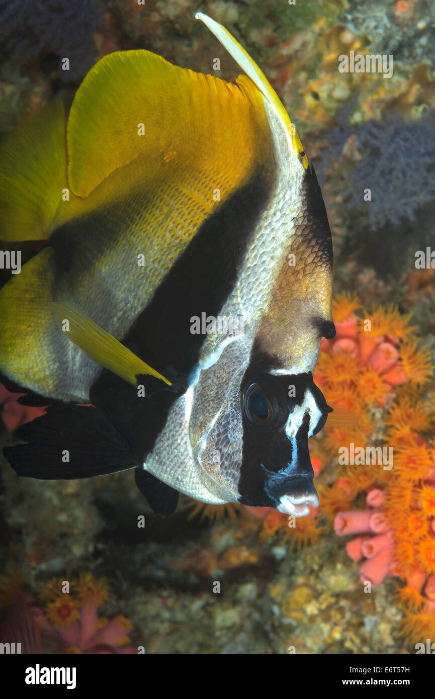 Masked bannerfish in Maldives, Indian Ocean Stock Photo - Alamy