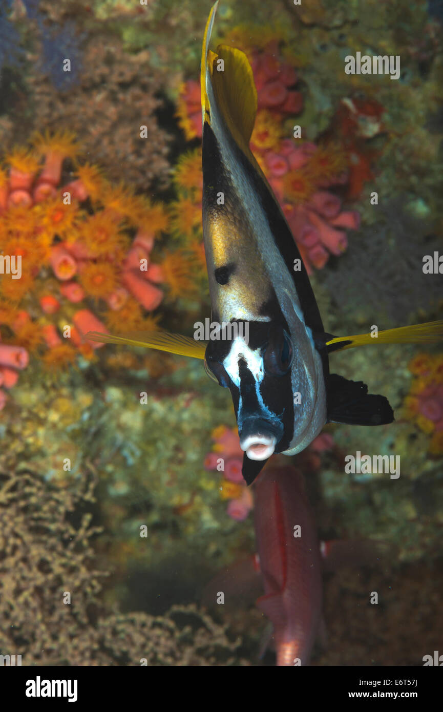 Masked bannerfish in Maldives, Indian Ocean Stock Photo - Alamy