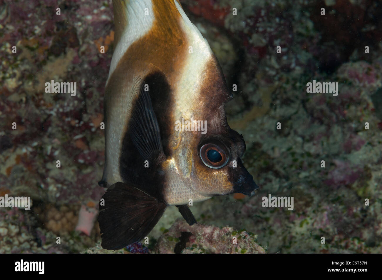 Phantom bannerfish in Maldives, Indian Oceanl Stock Photo - Alamy