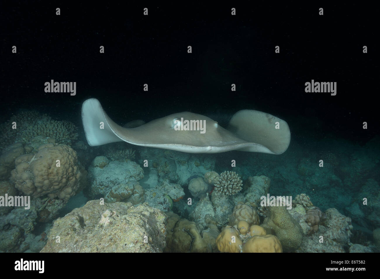 Cowtail stingray scientific name hi-res stock photography and images ...