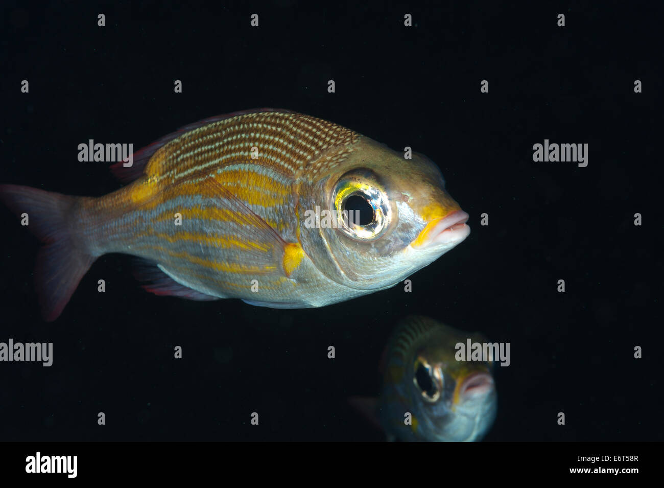 Striped large-eye bream in Maldives, Indian Ocean Stock Photo - Alamy