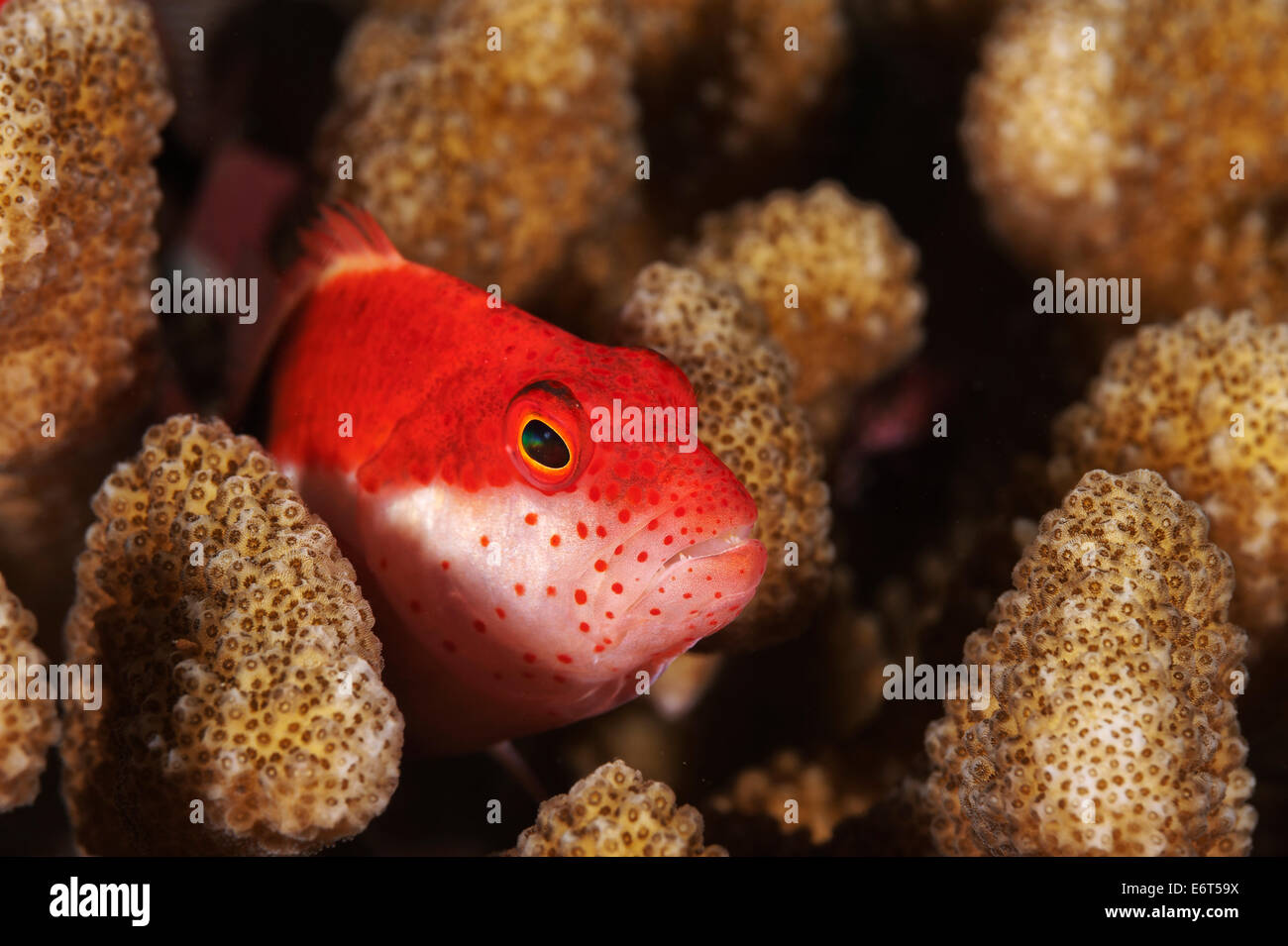 Freckled hawkfish in Maldives, Indian Ocean Stock Photo - Alamy