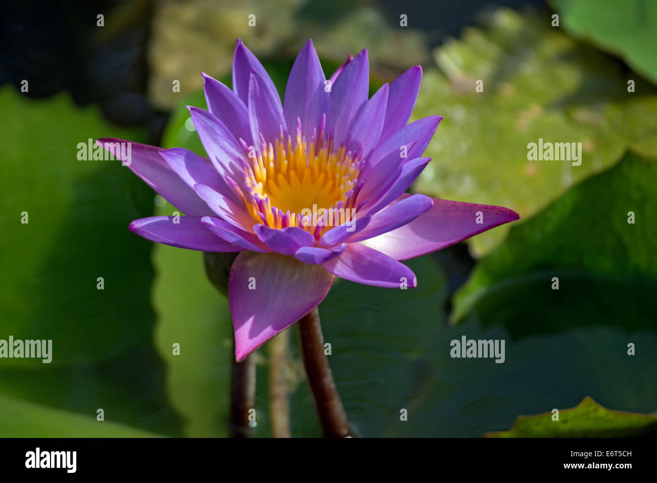 Nelumbo lotus hi-res stock photography and images - Alamy