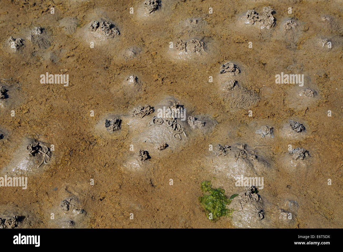 Worm casts on salt marsh Baie de l'Authie, Fort Mahon Plage, Somme ...