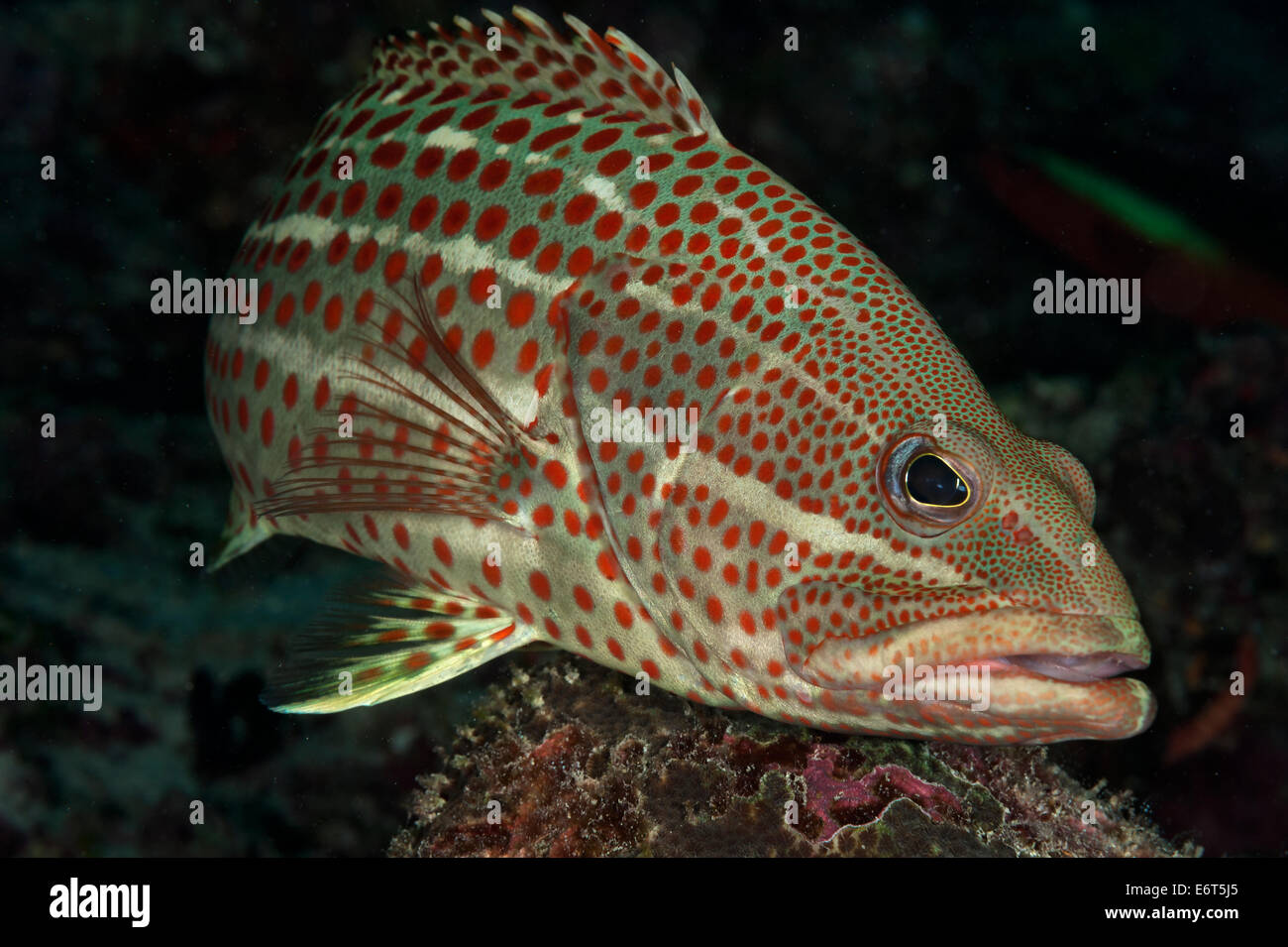 Slender grouper in Maldives, Indian Ocean Stock Photo - Alamy