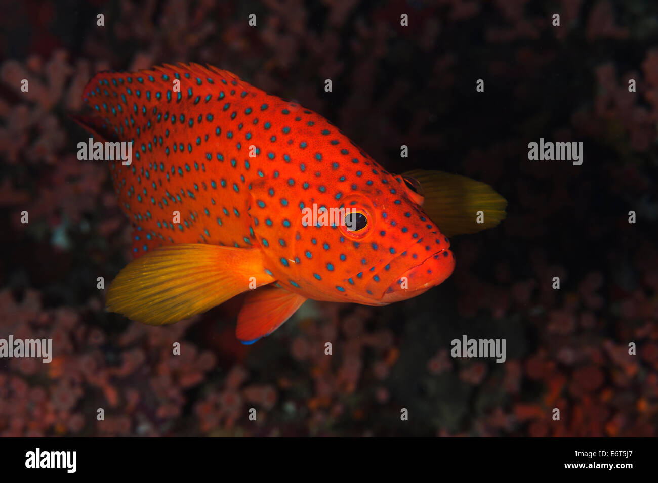 Coral grouper in Maldives, Indian Ocean Stock Photo - Alamy
