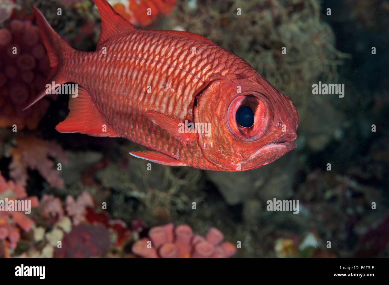 Scarlet soldierfish hi-res stock photography and images - Alamy