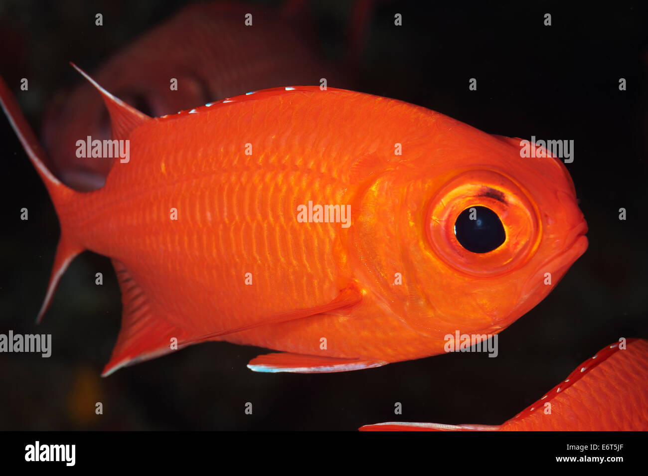 Whitetip soldierfish in Maldives, Indian Ocean Stock Photo - Alamy