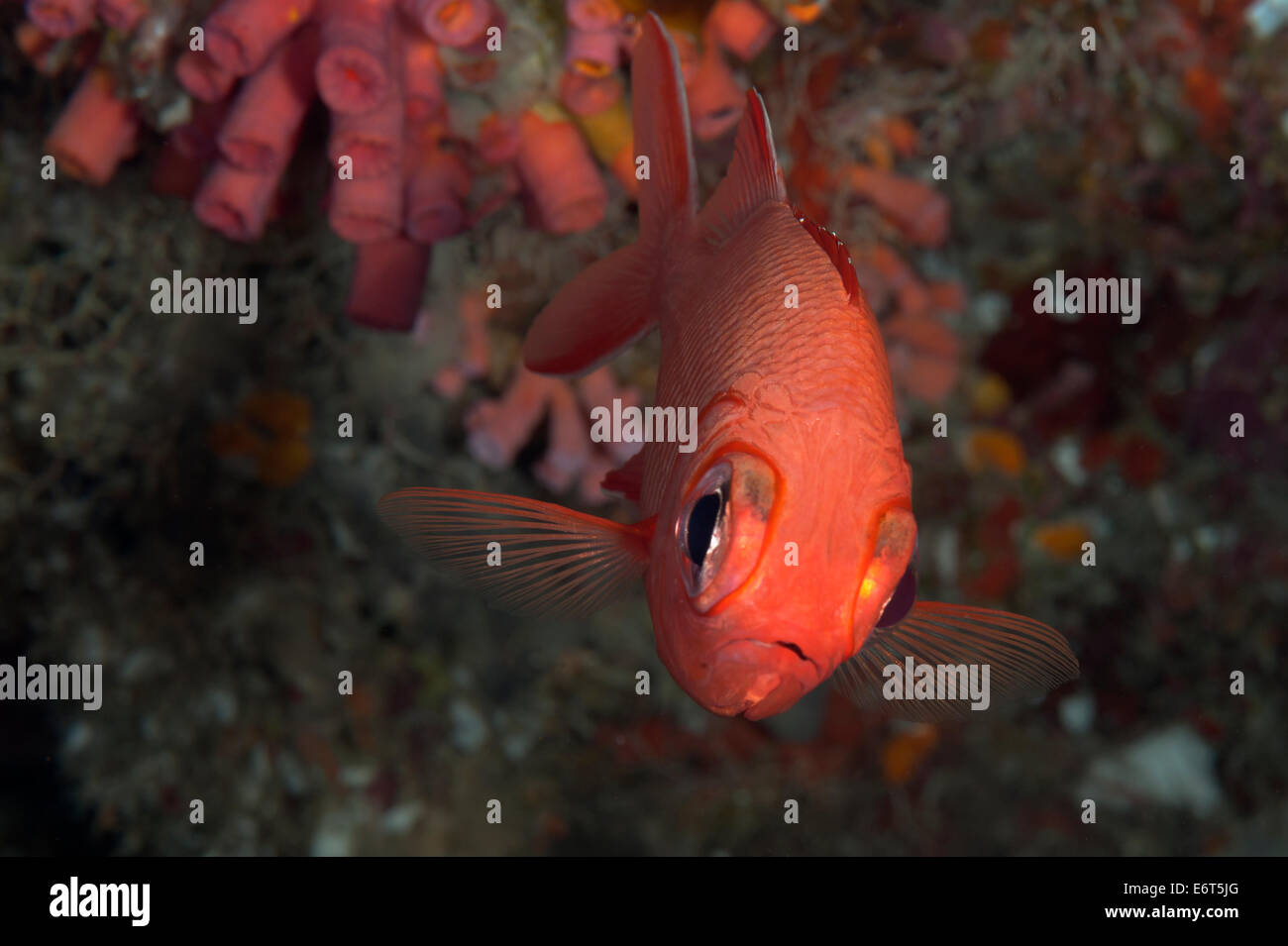 Soldierfish hi-res stock photography and images - Alamy