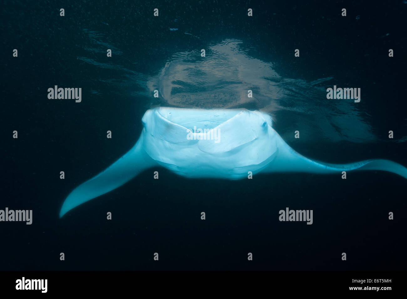 Giant manta in Maldives, Indian Ocean Stock Photo - Alamy