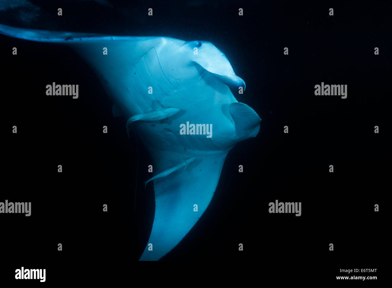 Giant manta hi-res stock photography and images - Alamy