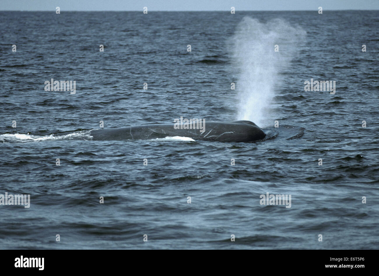 Sperm whale hi-res stock photography and images - Alamy