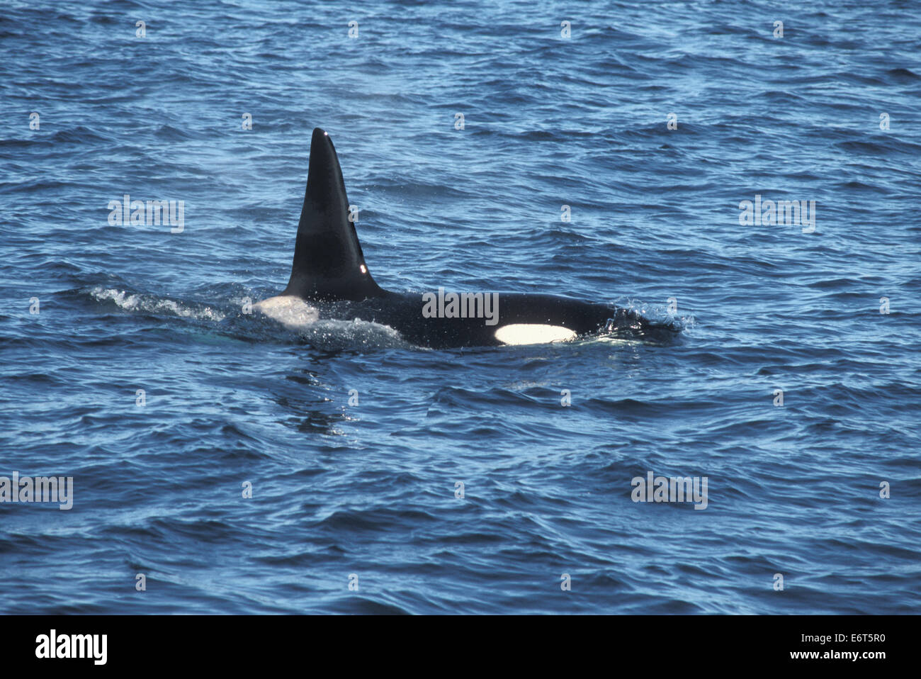 Killer Whale - Orcinus orca Stock Photo - Alamy