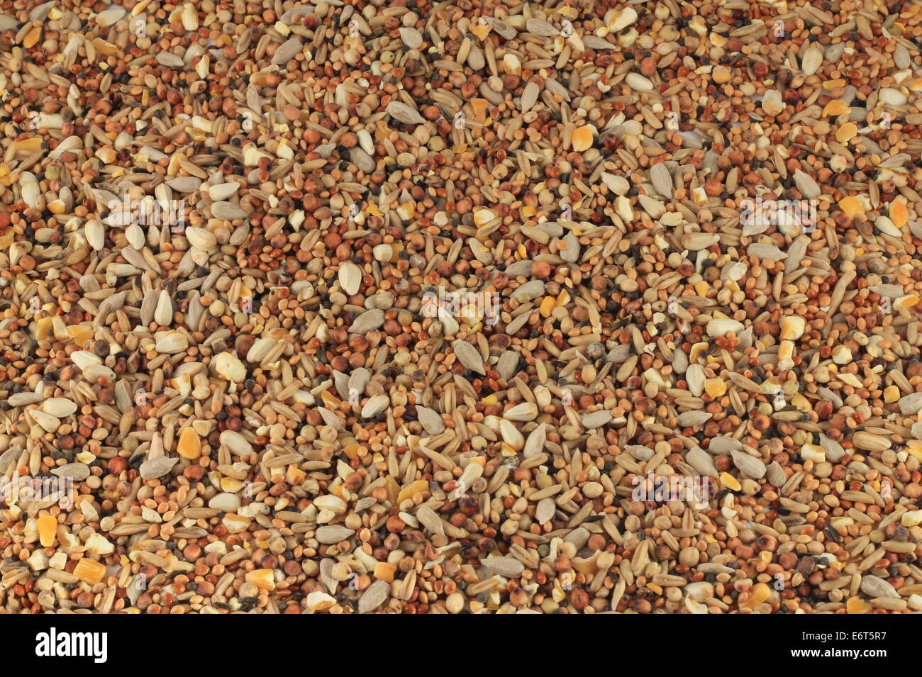 Mixed bird seed close up Stock Photo - Alamy