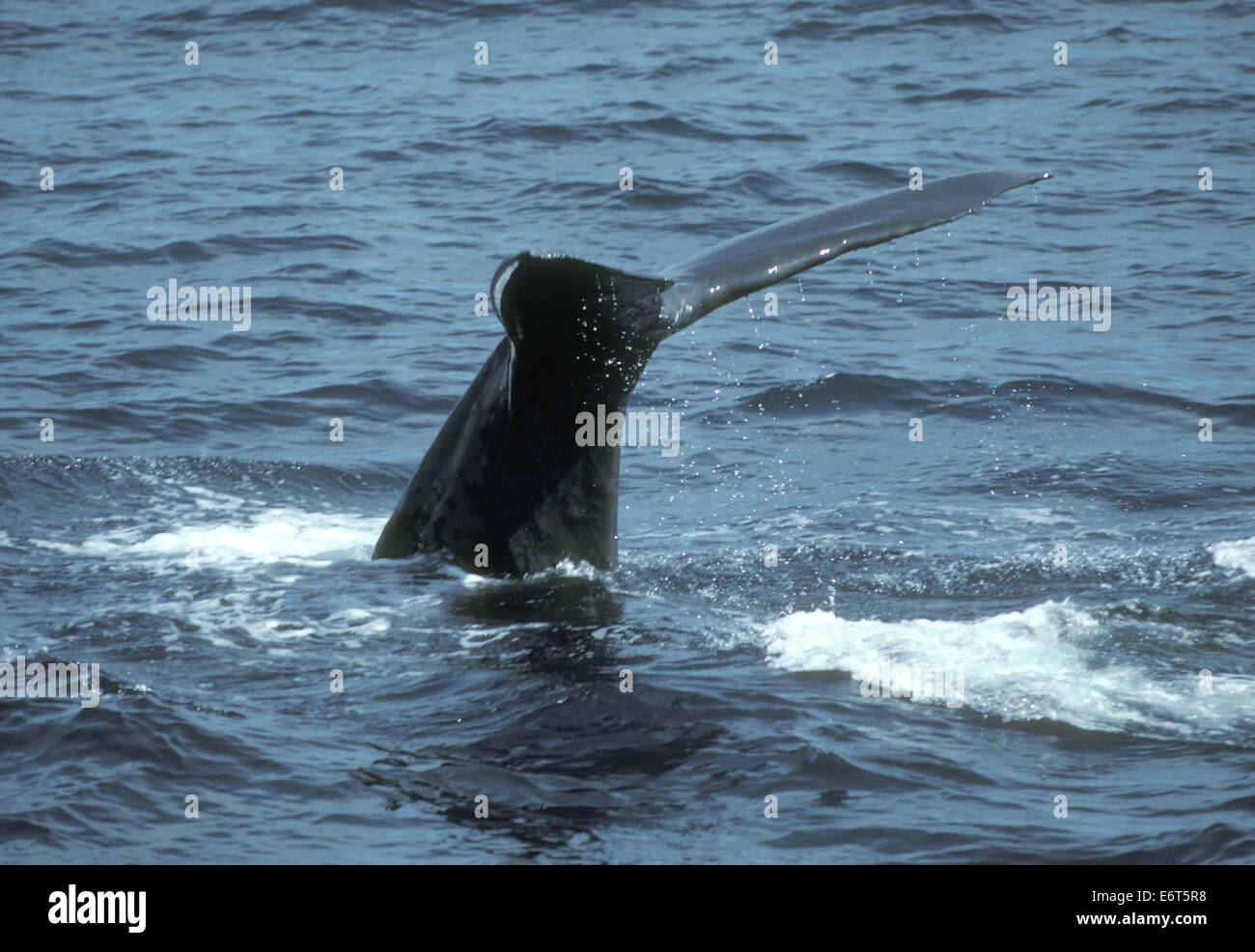 Fluke sperm whale physeter hi-res stock photography and images - Alamy