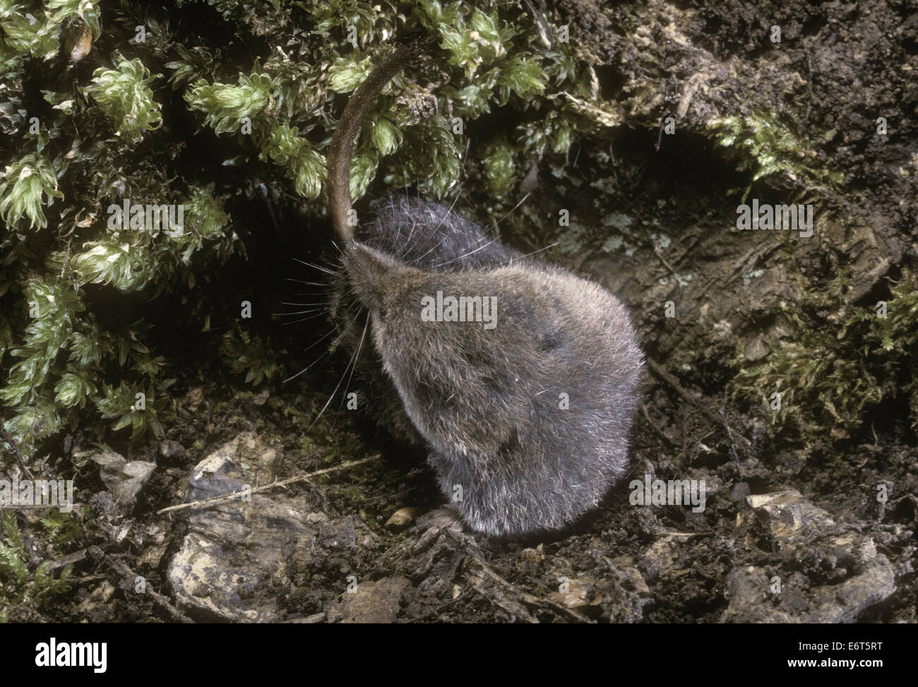 Common Shrew - Sorex araneus Stock Photo - Alamy