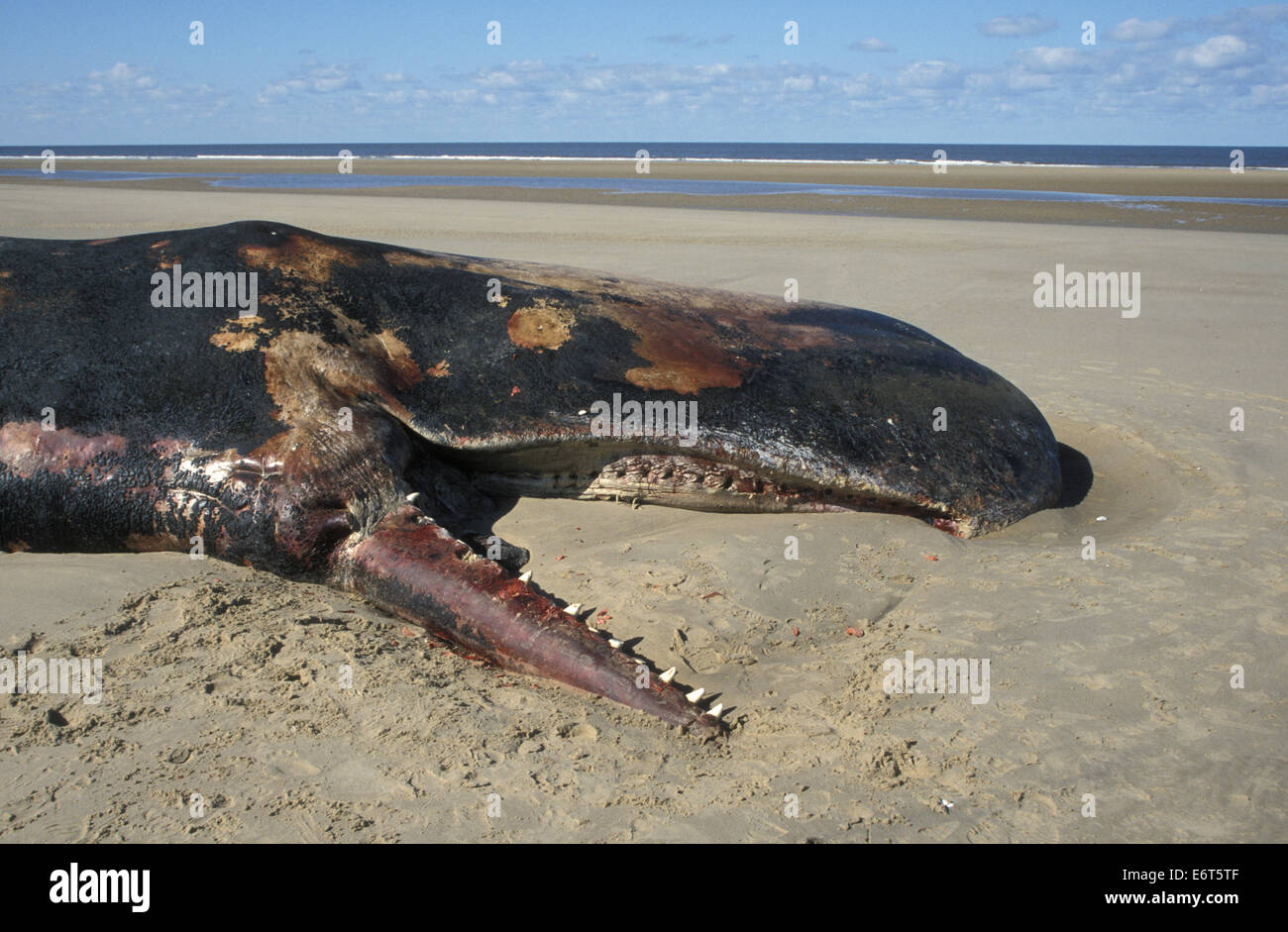 Sperm whale beached hi-res stock photography and images - Alamy
