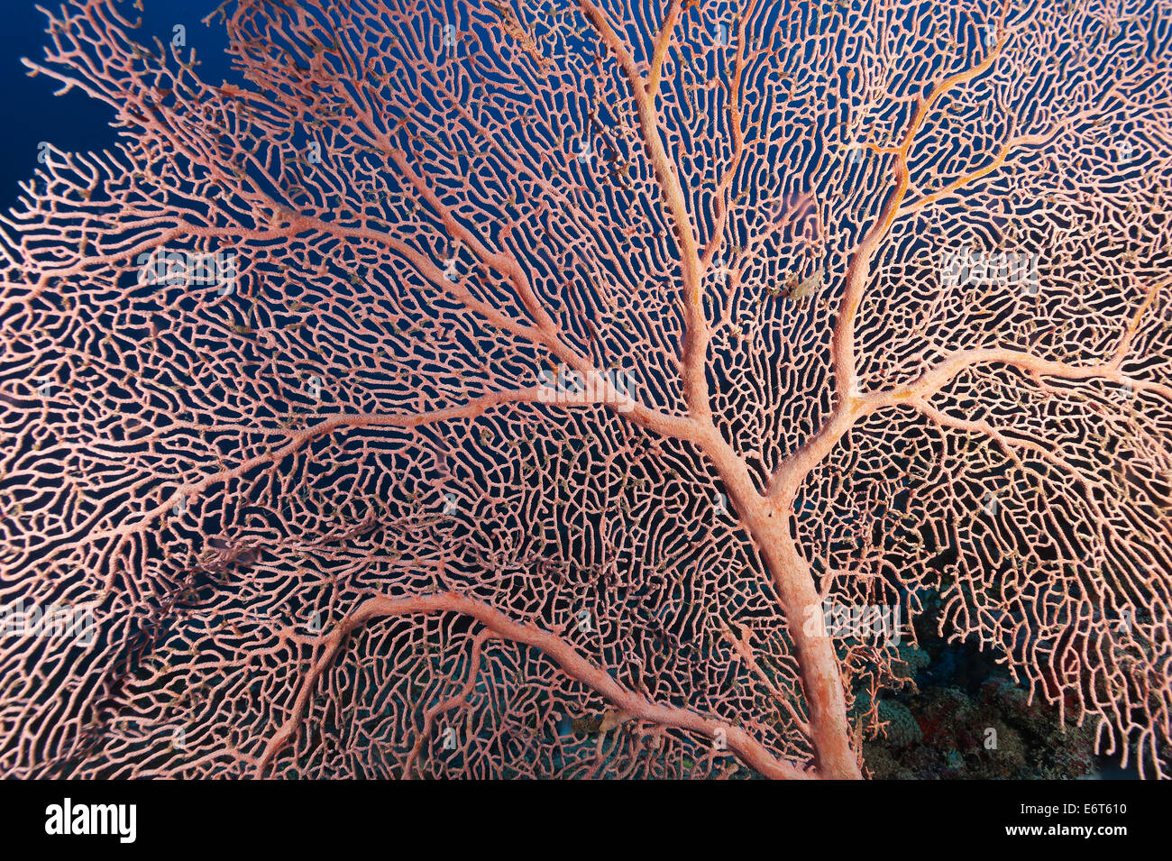 Gorgonian fan in Maldives, Indian Ocean Stock Photo - Alamy