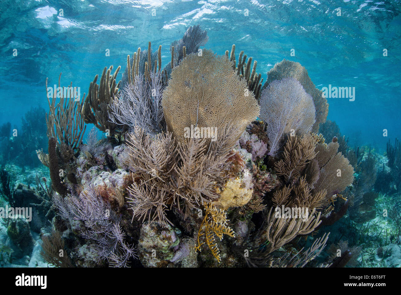 Gorgonian in Coral Reef, Gorgonia sp., Turneffe Atoll, Caribbean ...