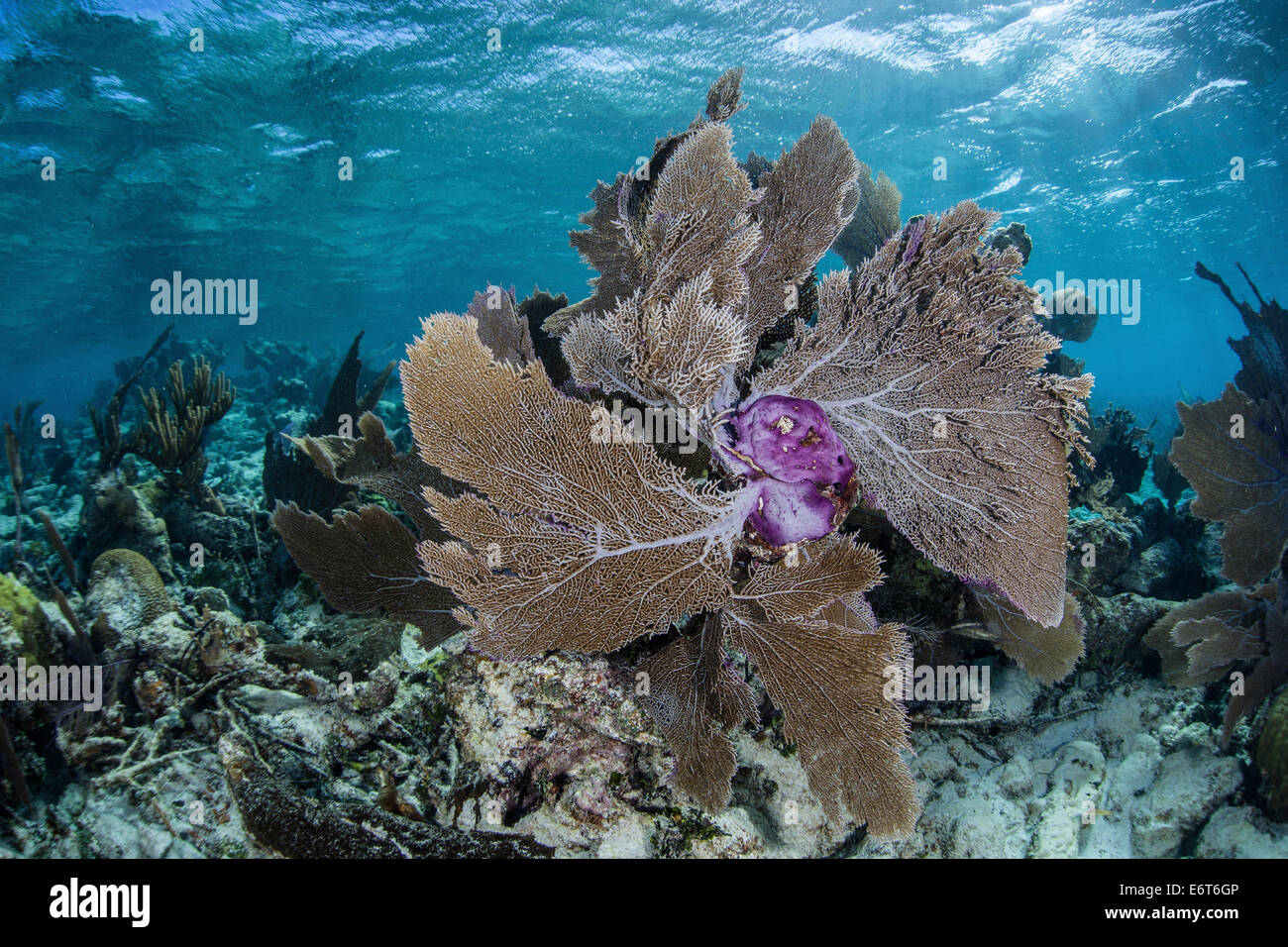 Caribbean Coral Reef with Venus Sea Fan, Gorgonia flabellum, Turneffe ...