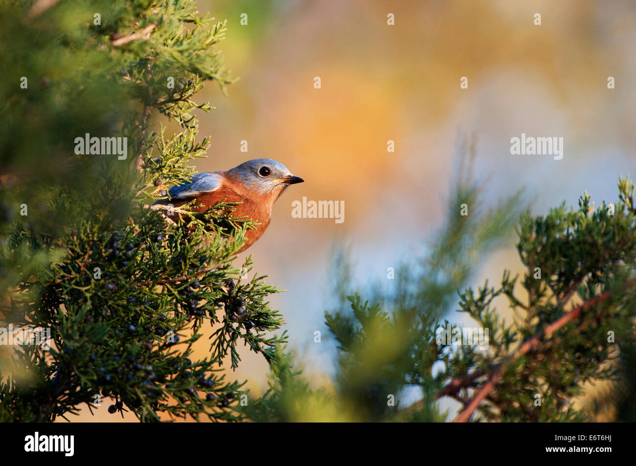 Eastern bluebird during fall migration Stock Photo - Alamy