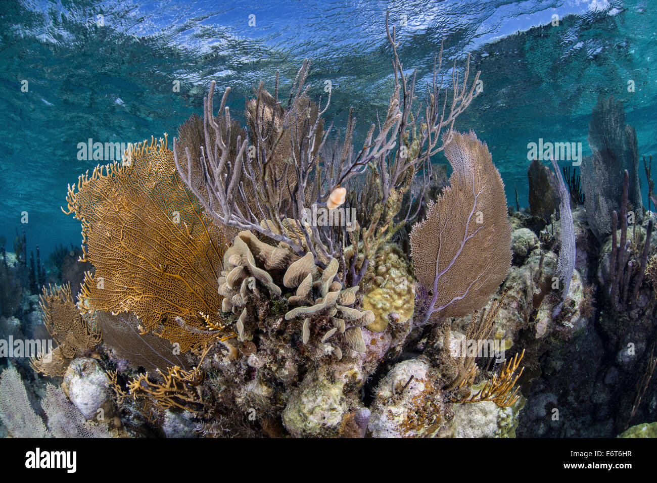 Caribbean Coral Reef, Turneffe Atoll, Caribbean, Belize Stock Photo - Alamy