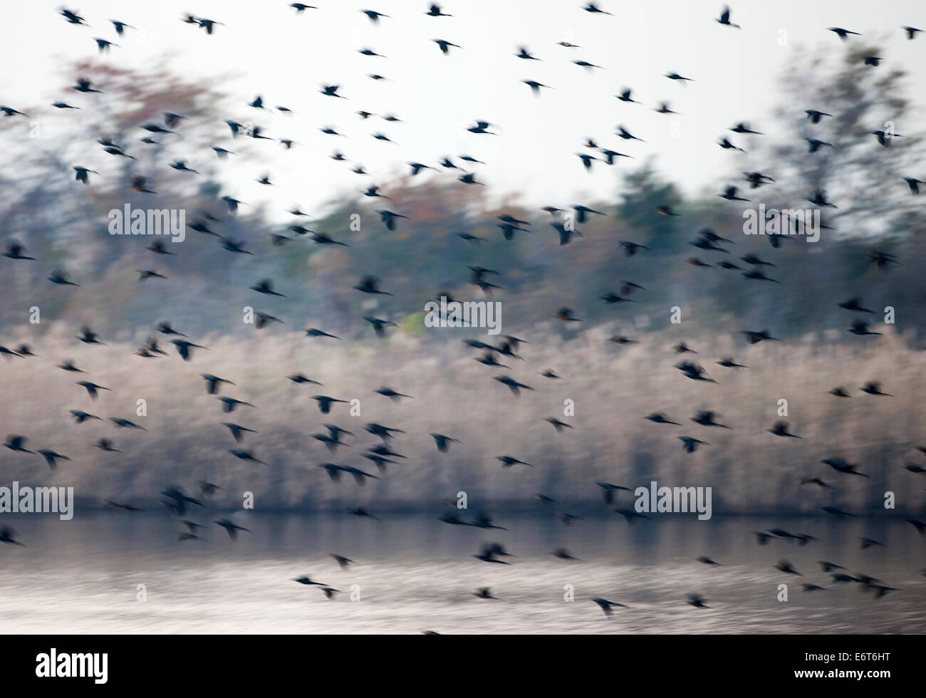 Grackles hi-res stock photography and images - Alamy