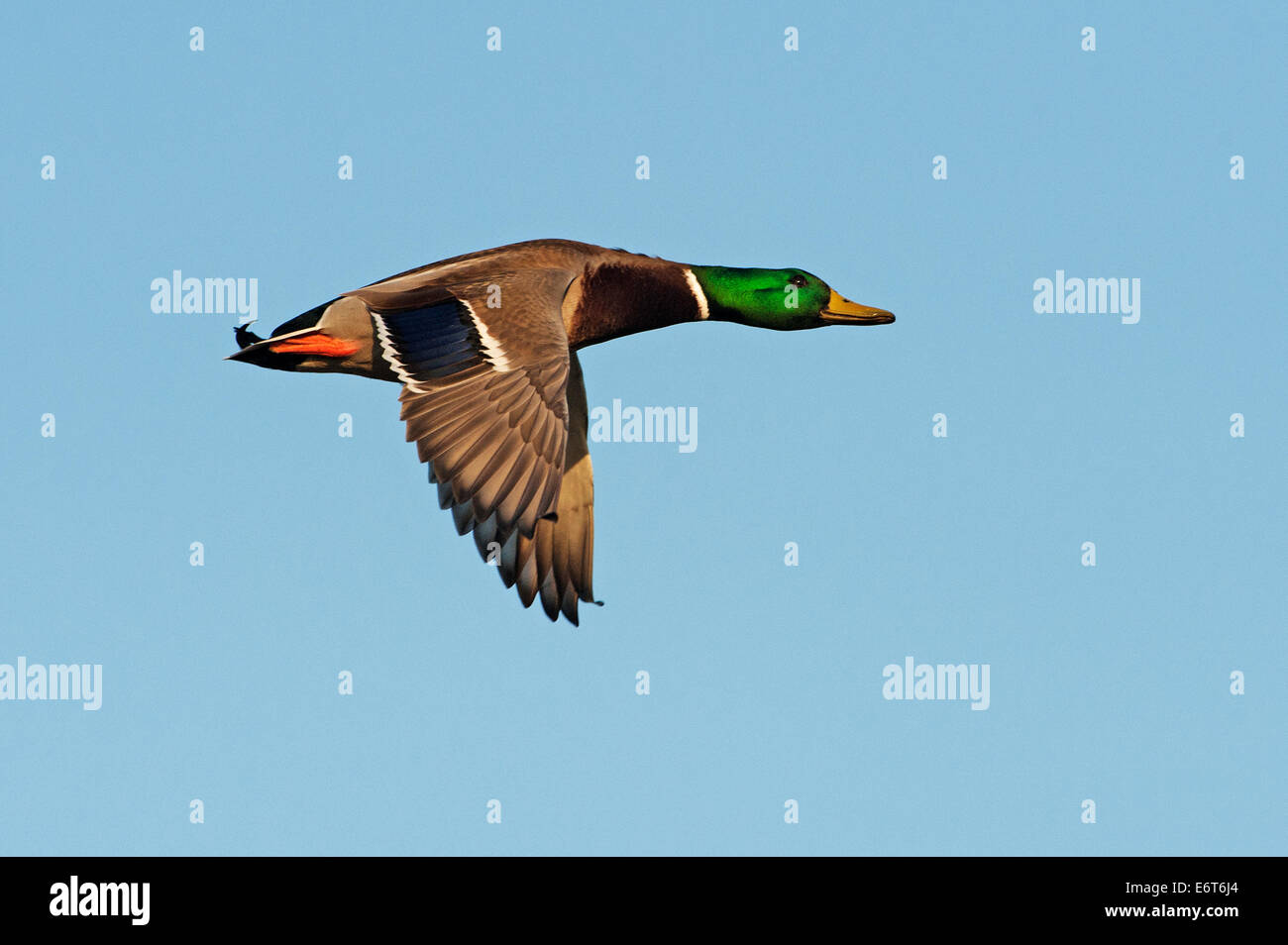 Mallard ducks in flight hi-res stock photography and images - Alamy