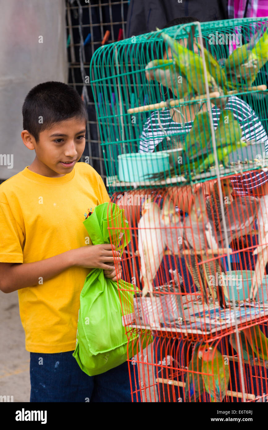 A young boy looks at parakeets on sale at the Sunday market in ...