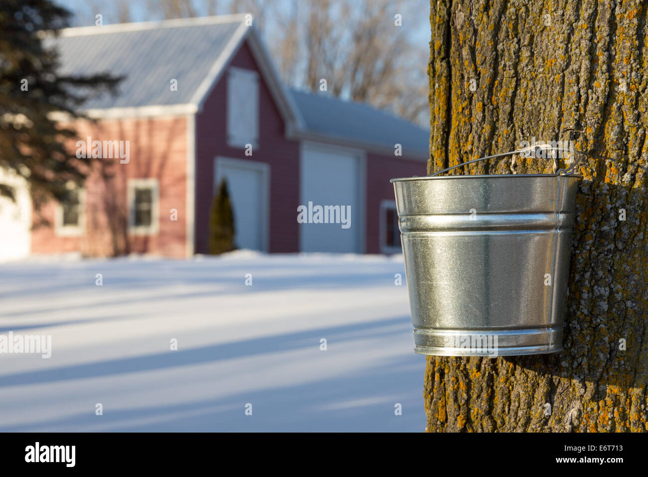 Tapping maple trees for their sap in the Spring Stock Photo - Alamy