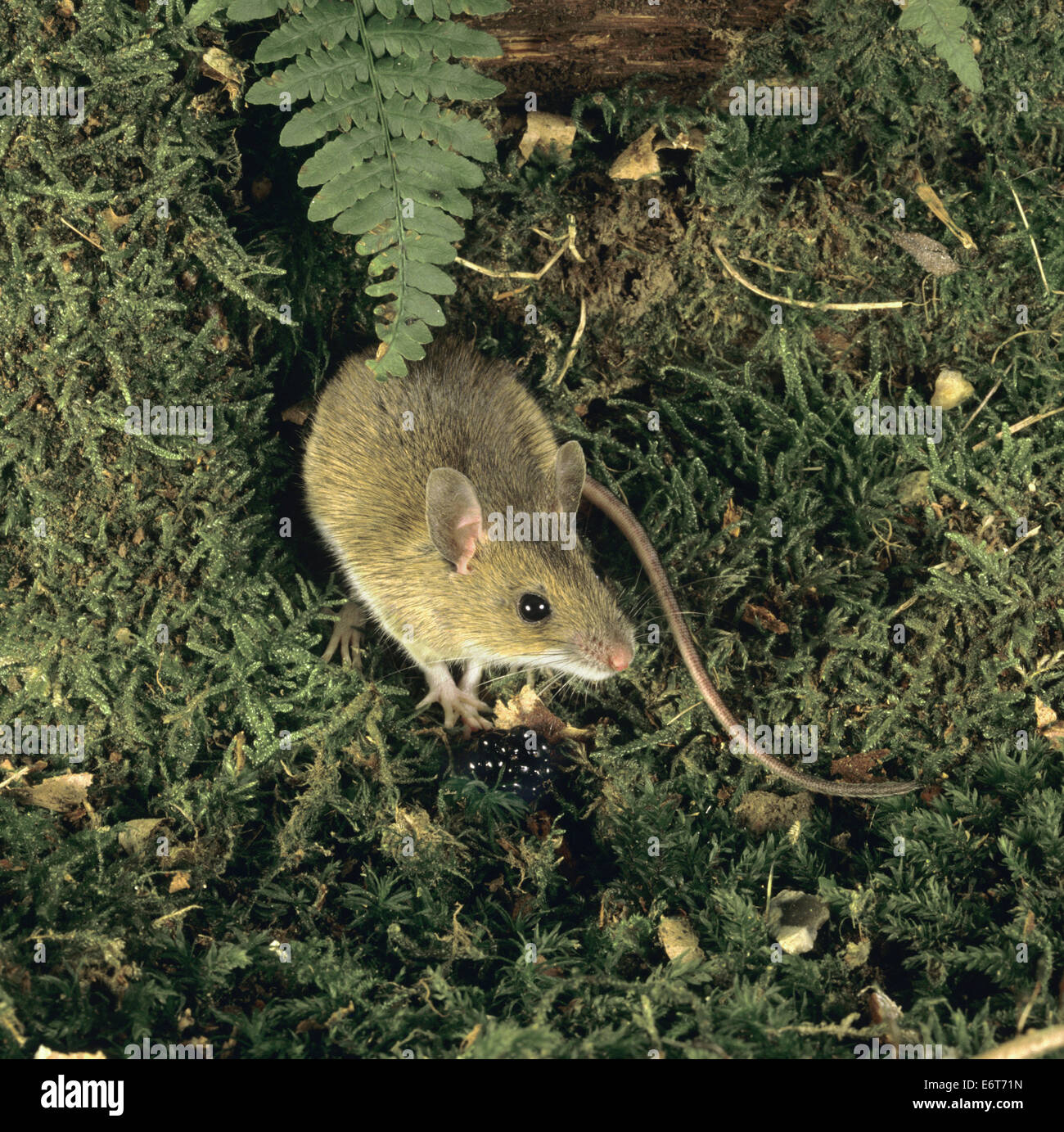 Yellow-necked Mouse - Apodemus flavicollis Stock Photo - Alamy