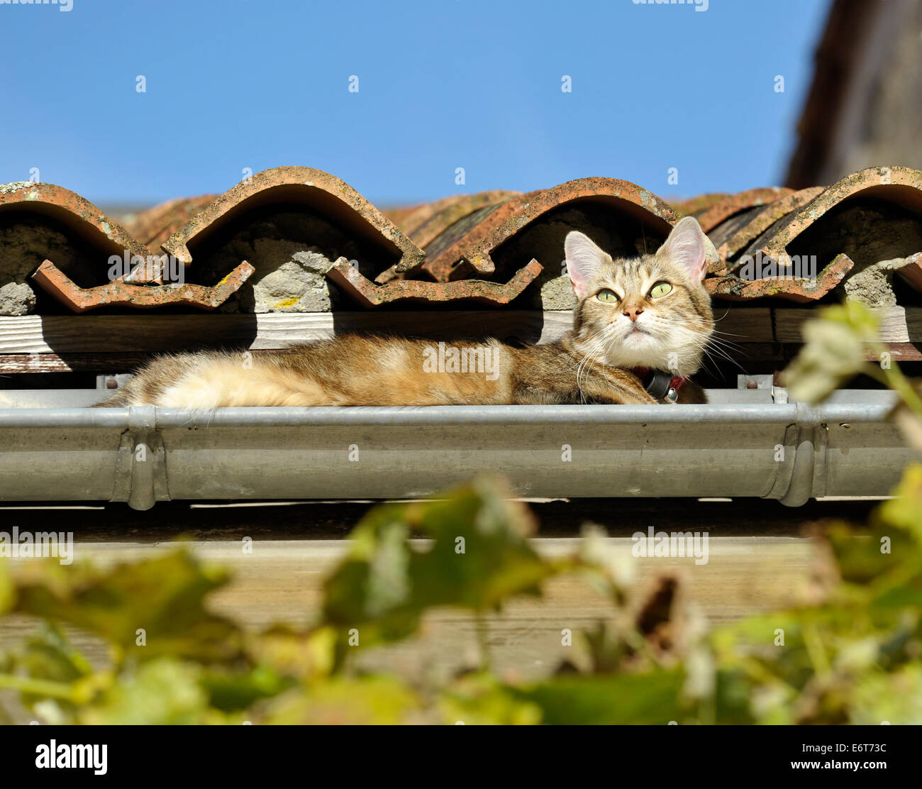 Cat in a gutter hi-res stock photography and images - Alamy