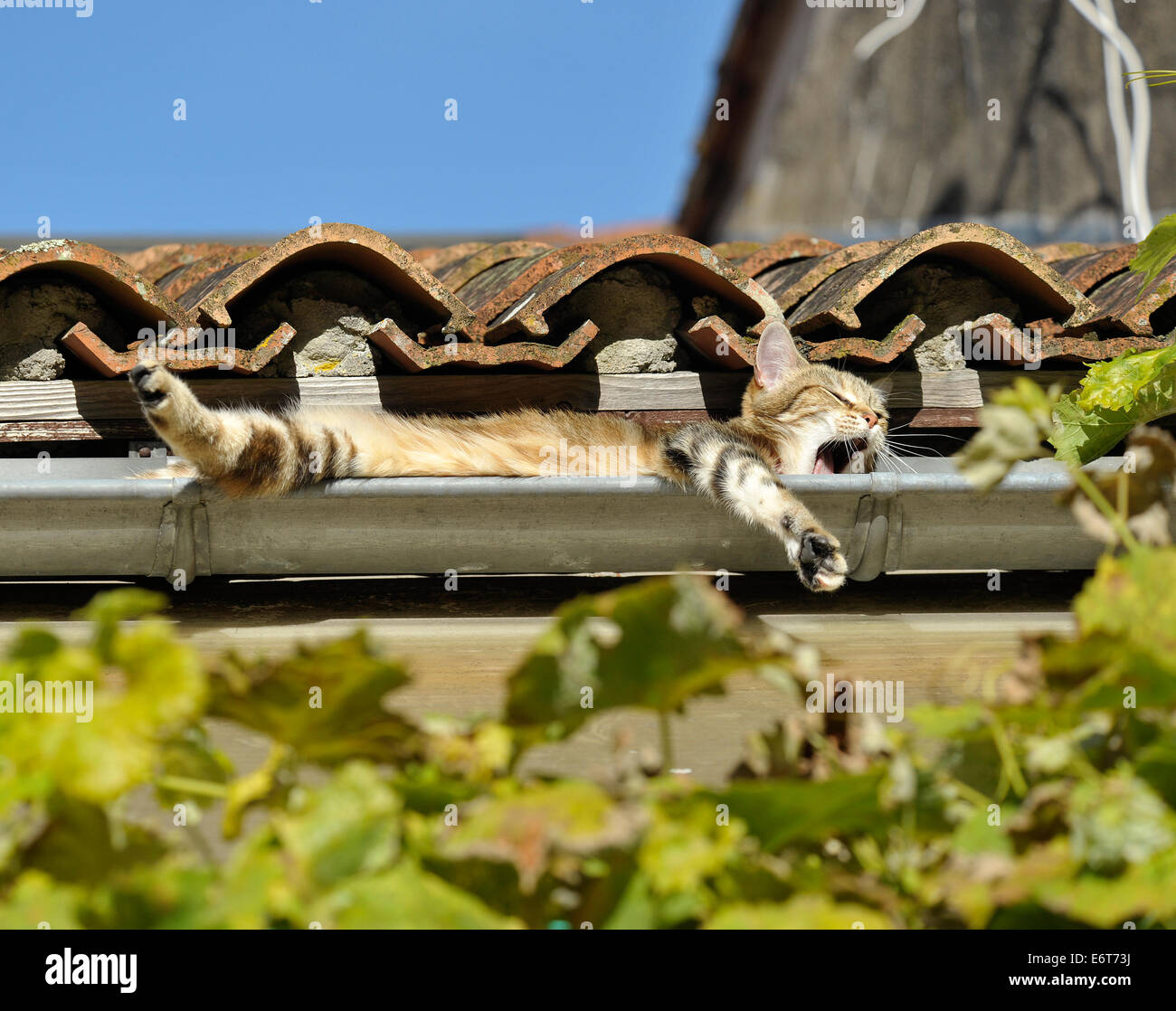 Tiggy the cat resting in a rooftop gutter Stock Photo - Alamy