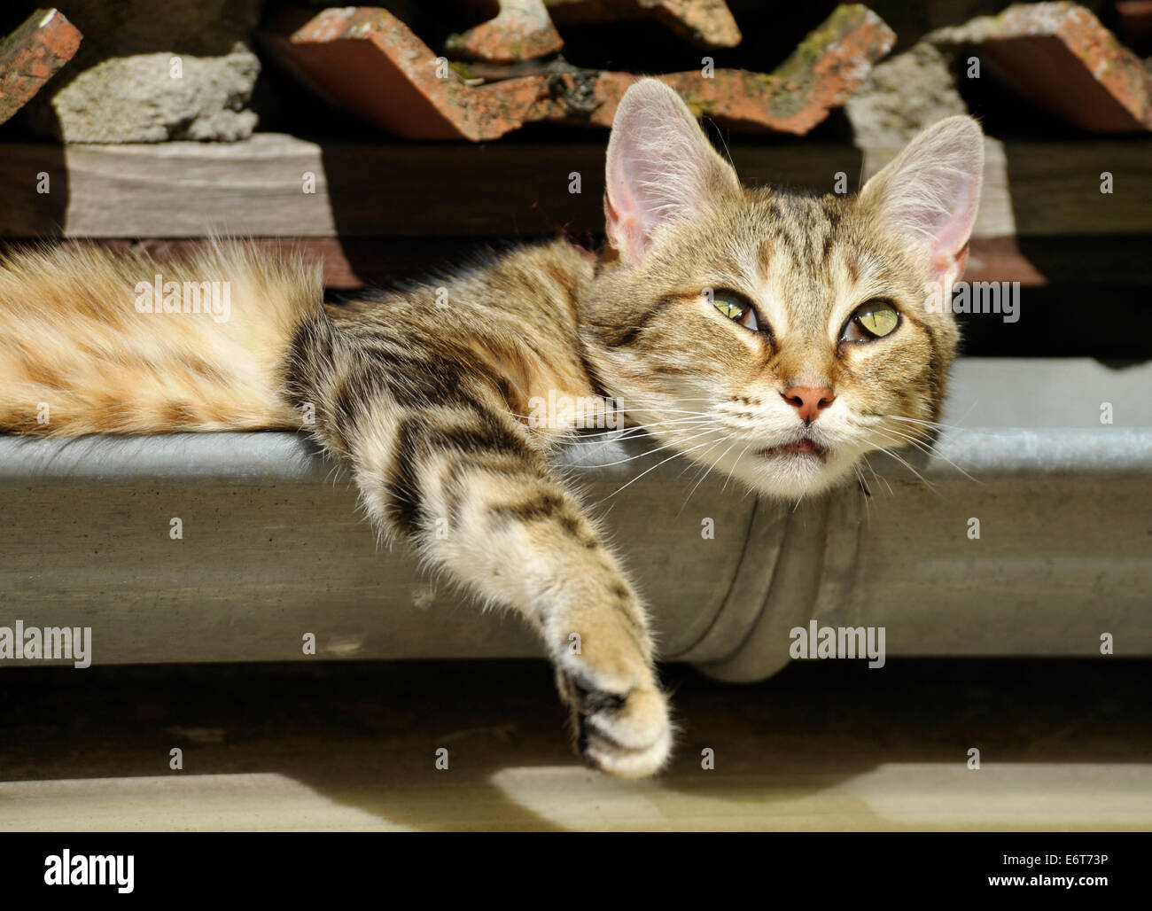 Cat In Gutter Stock Photos & Cat In Gutter Stock Images - Alamy